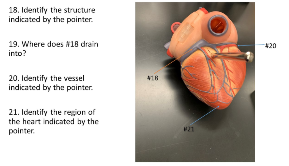 Solved 18. Identify the structure indicated by the pointer. | Chegg.com