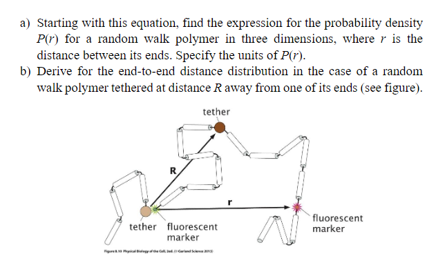 Solved Chromosome Tethering. (7 points) In the absence of | Chegg.com