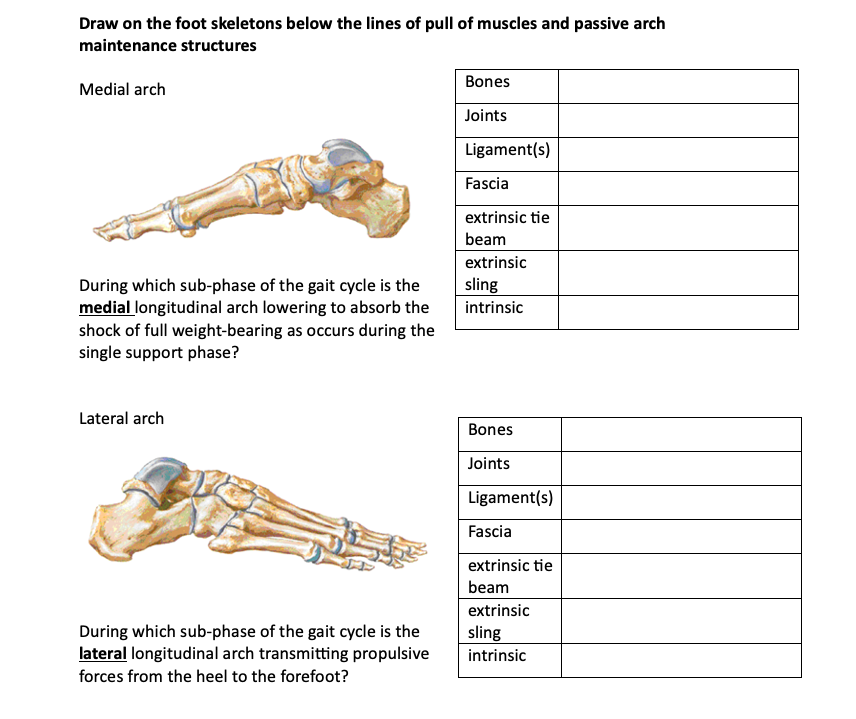 Solved Activity 1: Arches of the foot - tie beam and sling. | Chegg.com