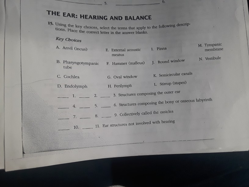 Solved 6. HE EAR: HEARING AND BALANCE 15. Using the key | Chegg.com