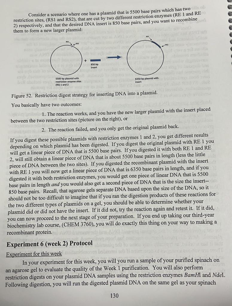 Solved 3. A properly labelled copy of your gel image as a | Chegg.com