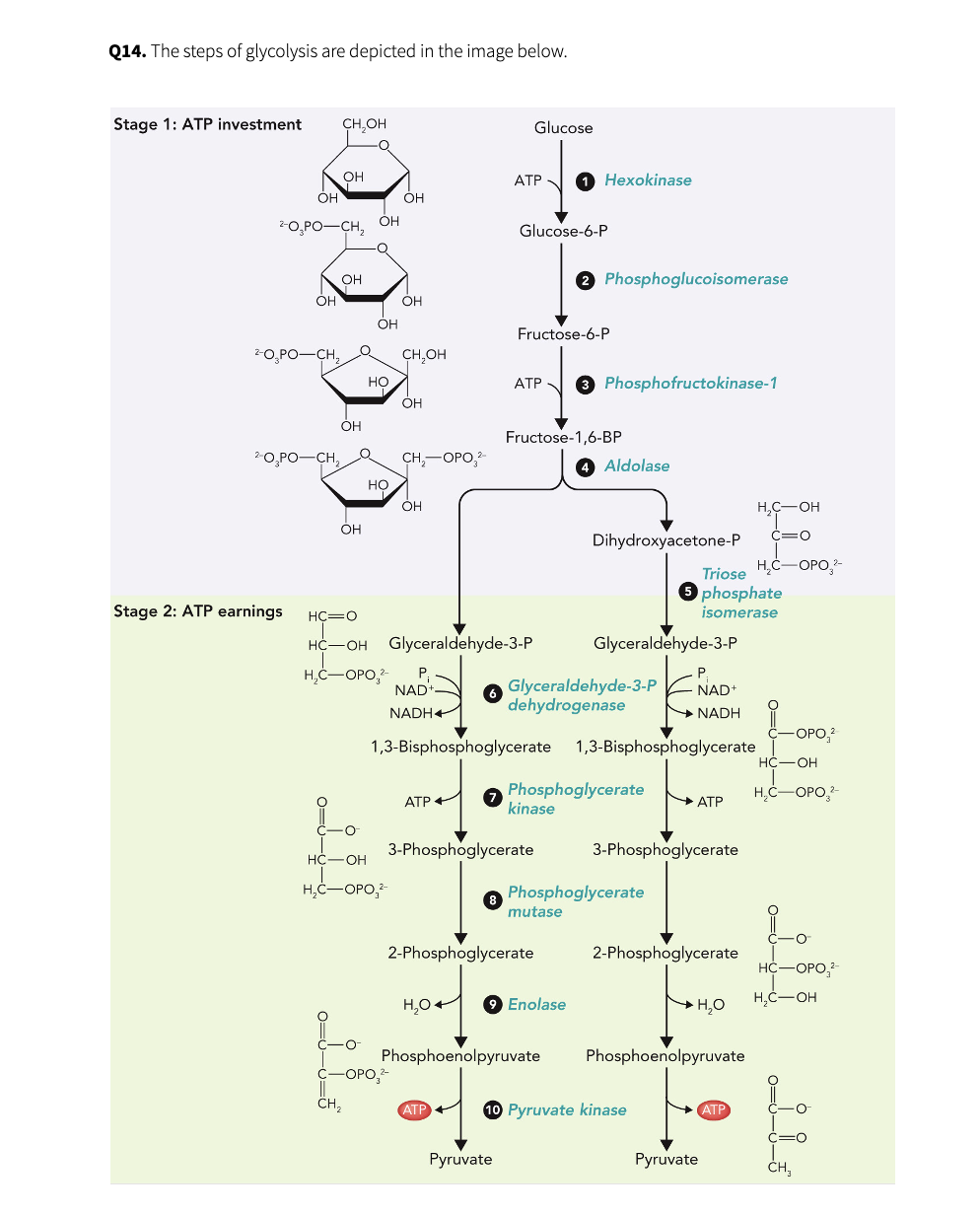 Solved Q14. The steps of glycolysis are depicted in the | Chegg.com
