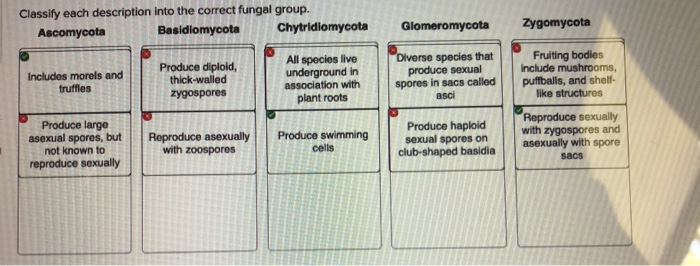 Solved i Classify each description into the correct fungal | Chegg.com