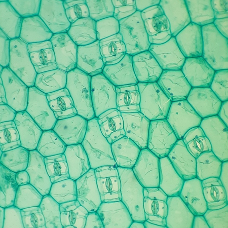 Solved Label the guard cells, subsidiary cells, and the | Chegg.com