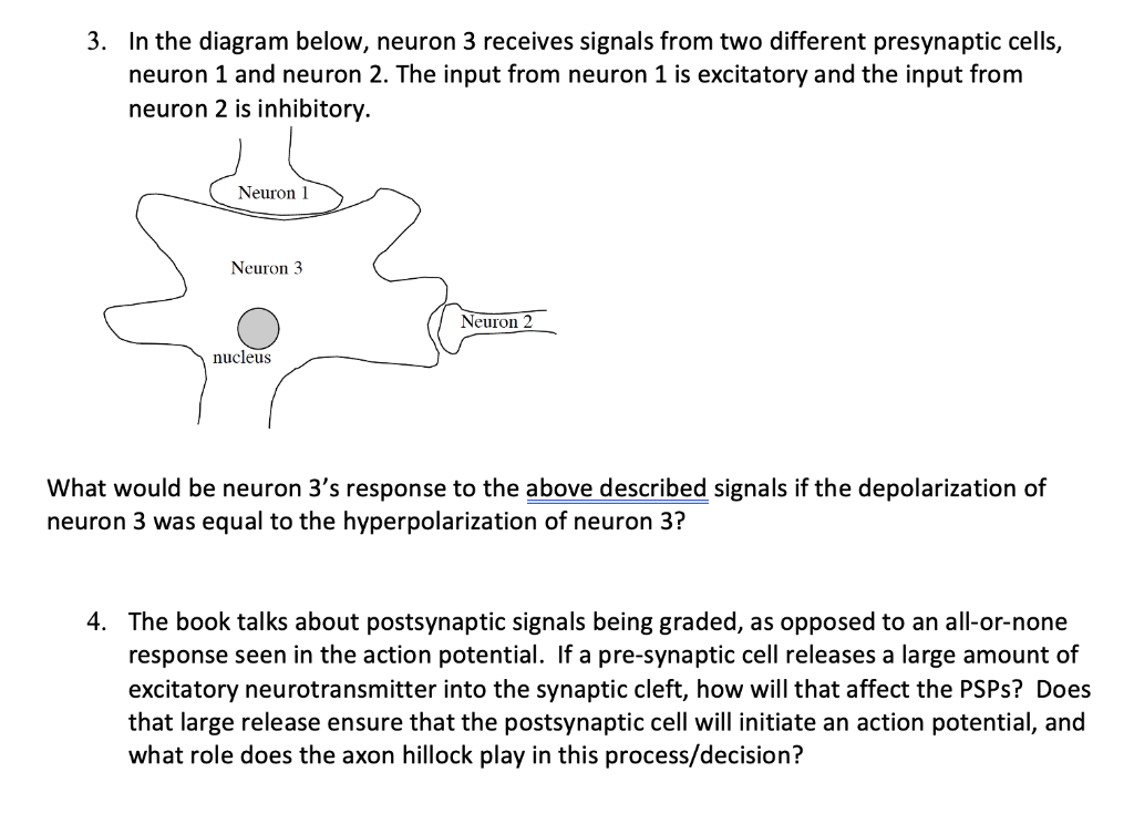 Solved 3. In the diagram below, neuron 3 receives signals | Chegg.com
