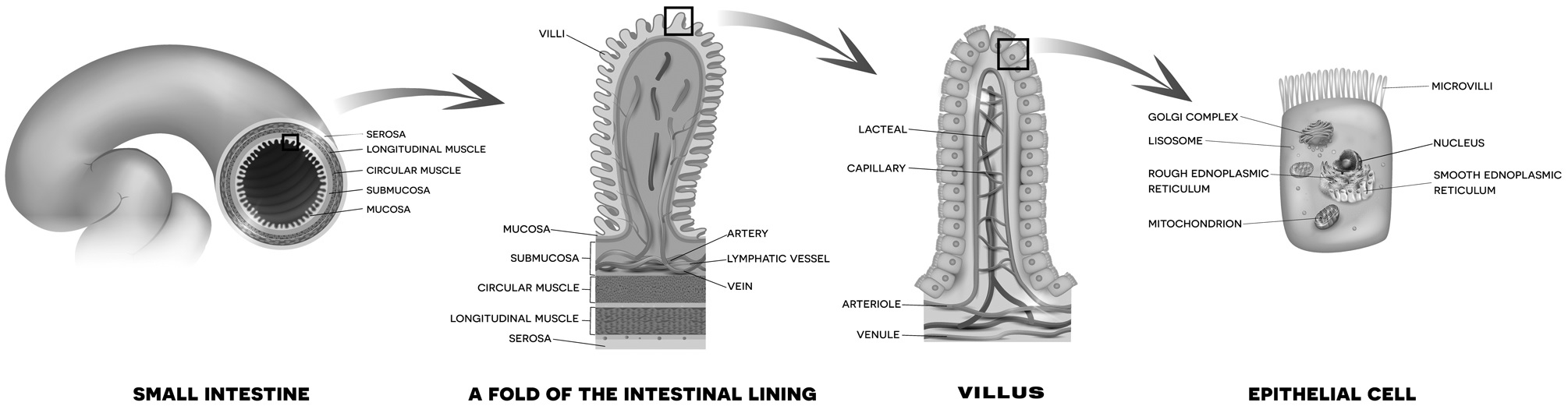 Solved Explain and identify the modifications of the small | Chegg.com