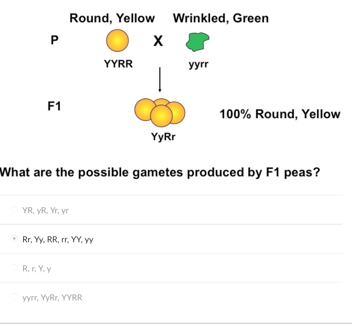 Solved Results of the F1 cross Yy XY What is the genotype of | Chegg.com