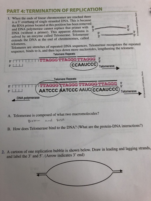 Solved 3. DNA replication involves many different types of | Chegg.com