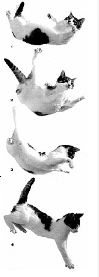 Solved Landing of the cat: During the fall, the best gesture | Chegg.com