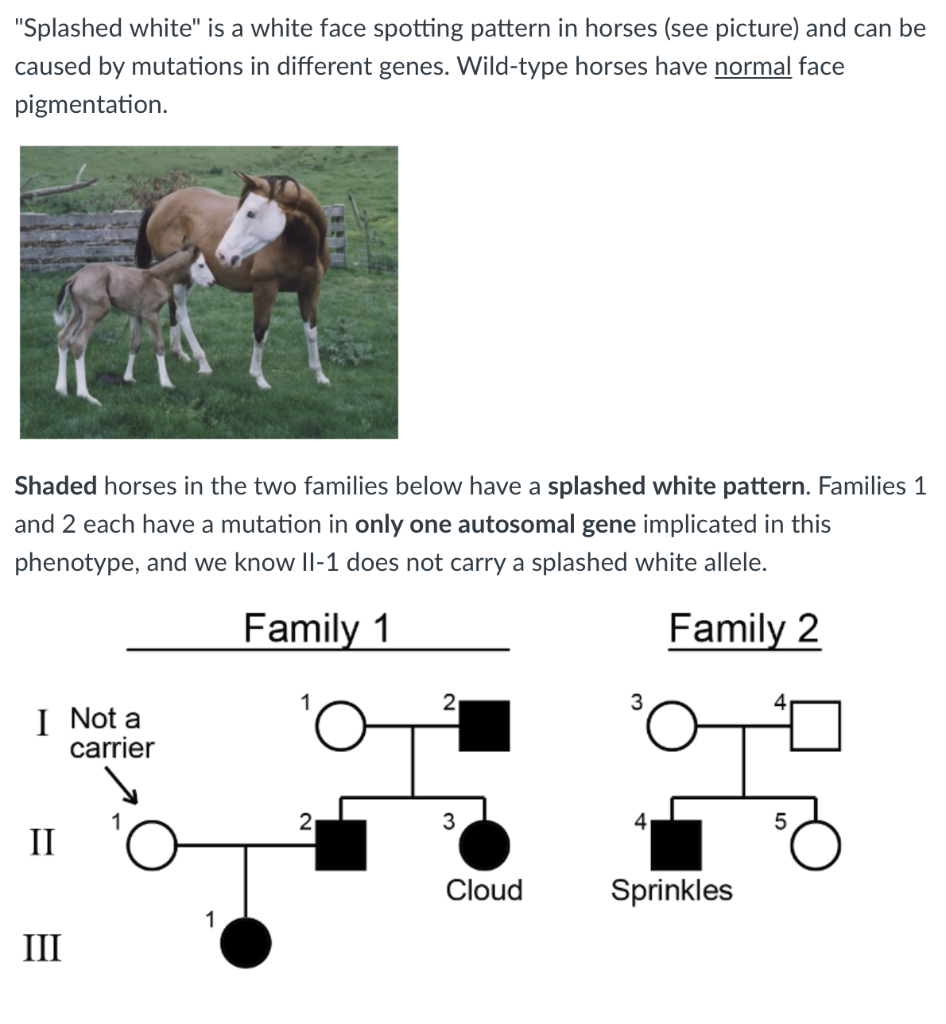 Solved "Splashed white" is a white face spotting pattern in | Chegg.com
