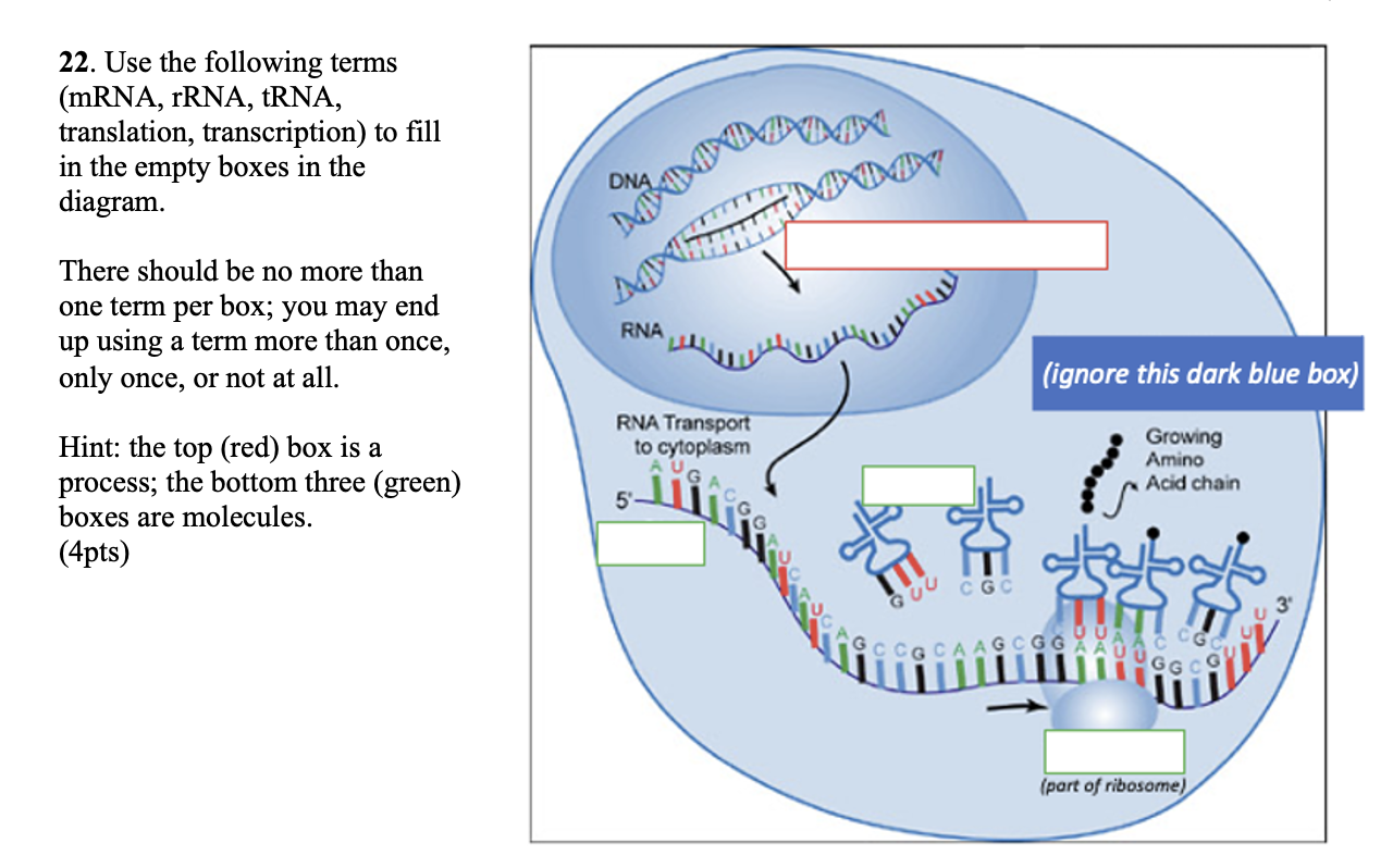 Solved 22. Use the following terms (mRNA, rRNA, tRNA, | Chegg.com