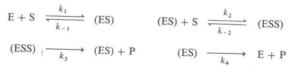 Solved An enzyme (E) has two active sites. The following | Chegg.com