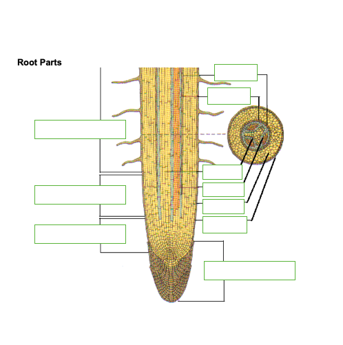 Solved Root Parts | Chegg.com