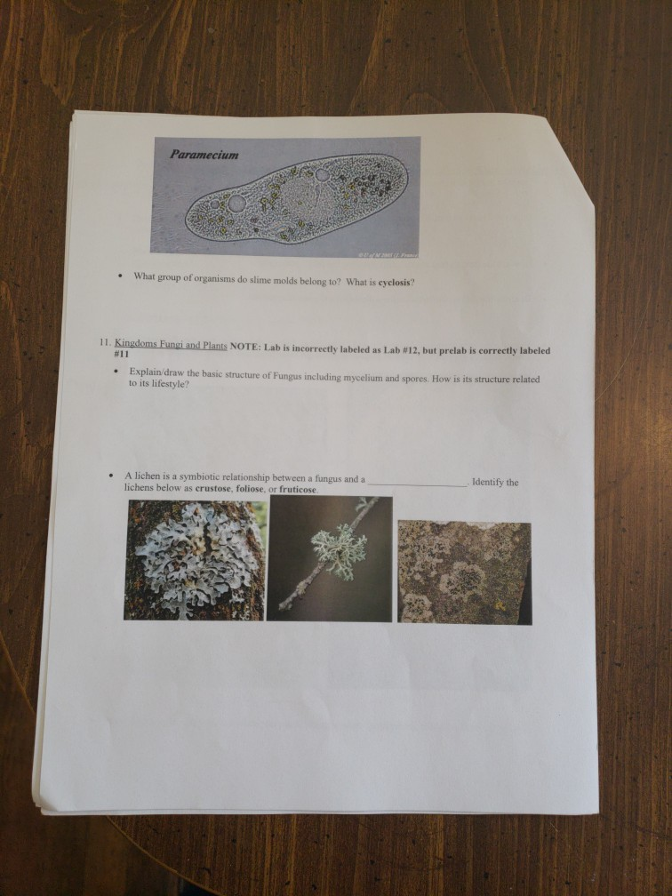Solved Paramecium What group of organisms do slime molds | Chegg.com