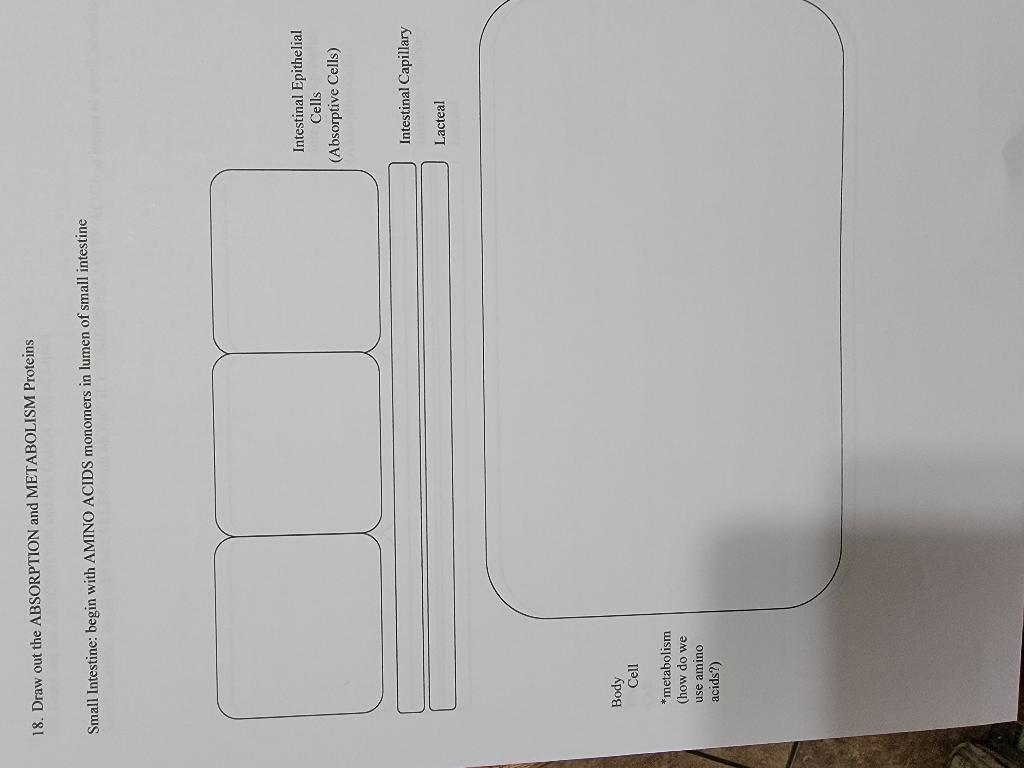 Solved 18. Draw out the ABSORPTION and METABOLISM Proteins | Chegg.com