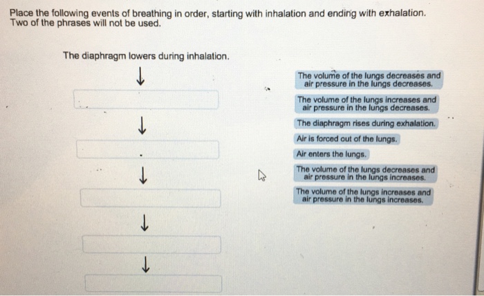 Solved Place the following events of breathing in order, | Chegg.com