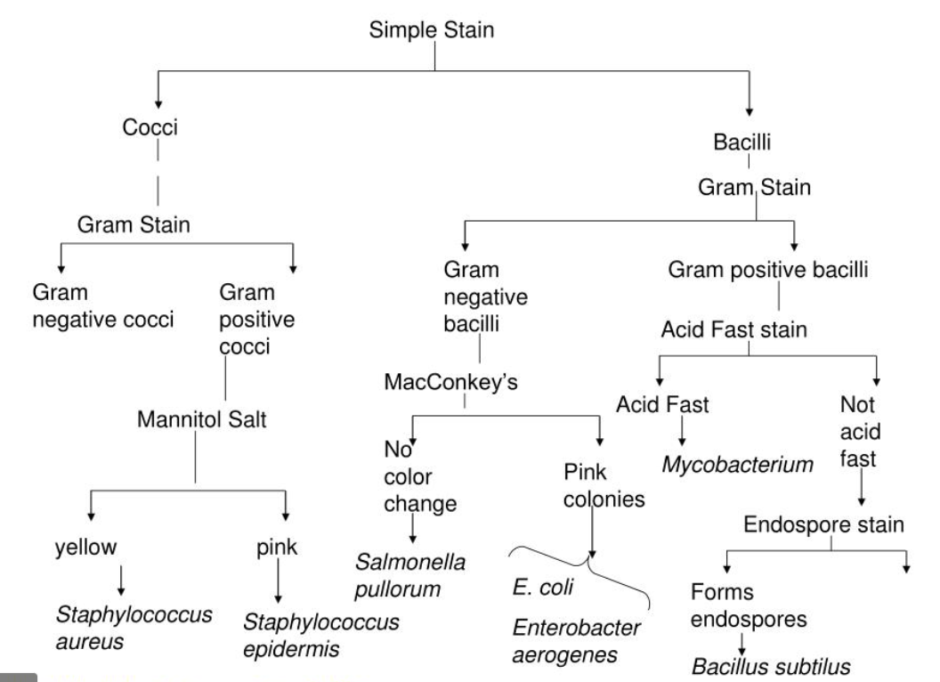 Solved Create a Dichotomous Key for the following list of | Chegg.com
