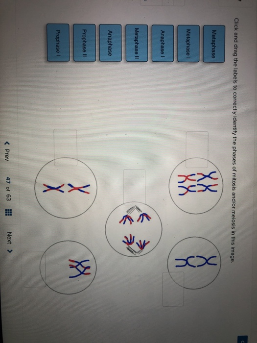 Click and drag the labels to correctly identify the | Chegg.com