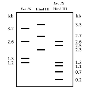 Solved Can you draw a restriction map based on the data in | Chegg.com