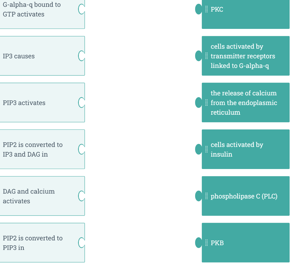 Solved G-alpha-q bound to GTP activates PIP2 is converted to | Chegg.com