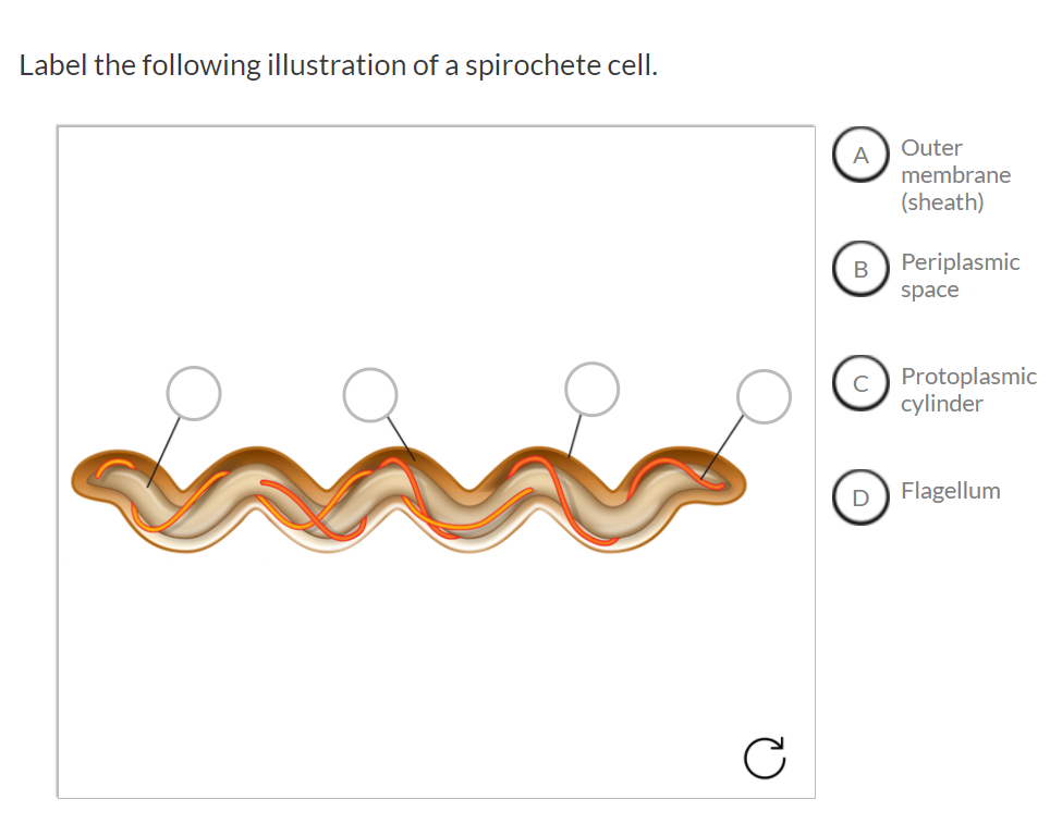 Solved Label the following illustration of a spirochete | Chegg.com