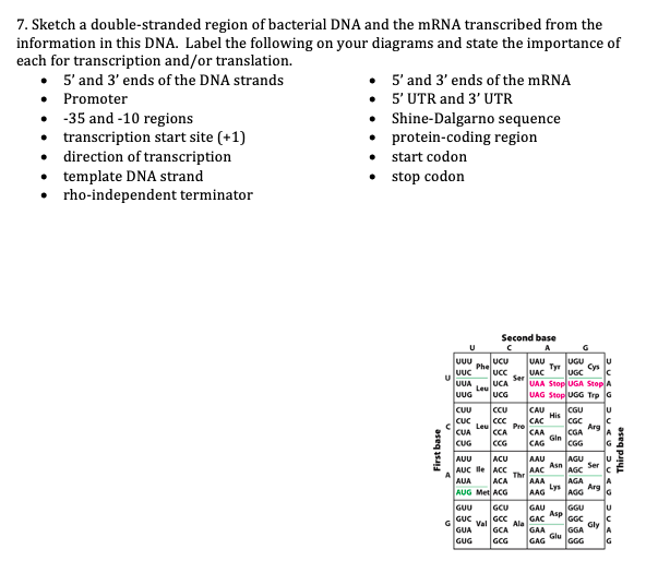 Solved Sketch a double-stranded region of bacterial DNA and | Chegg.com