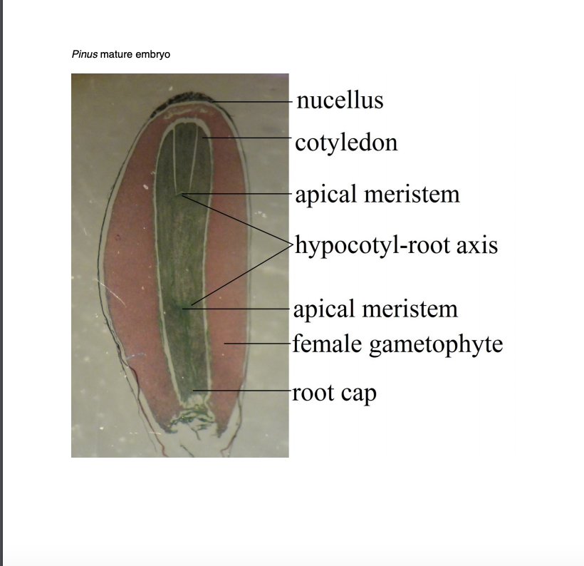 Solved 1. Know the life cycle of a pine. It is | Chegg.com