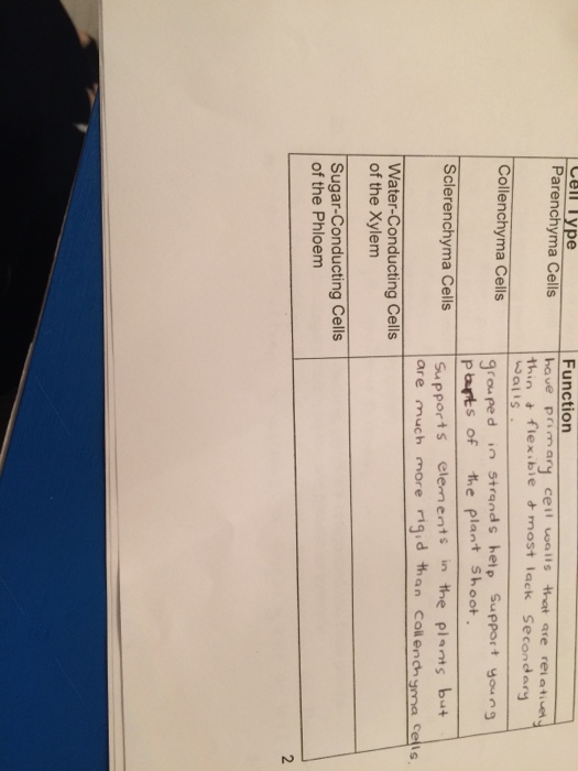 Solved Cell Type Parenchyma Cells Function have primary cel | Chegg.com