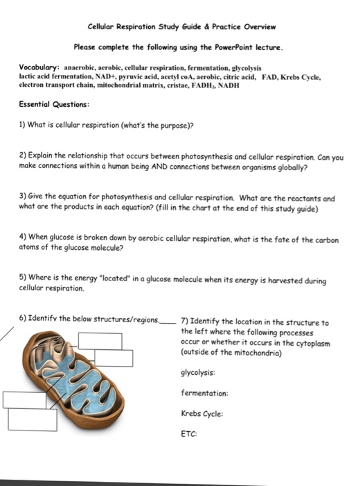 Solved Cellular Respiration Study Guide Practice Overview Chegg Solved Cellular Respiration Study Guide Practice Overview Chegg