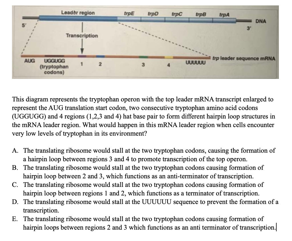 Solved Leadar region trpE trpD trpc trpB trpA DNA 3' | Chegg.com