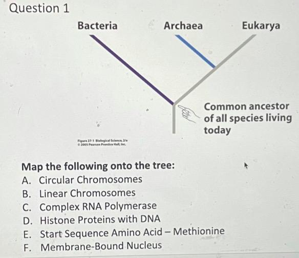 Solved Question 1 Bacteria Archaea Eukarya Common ancestor | Chegg.com