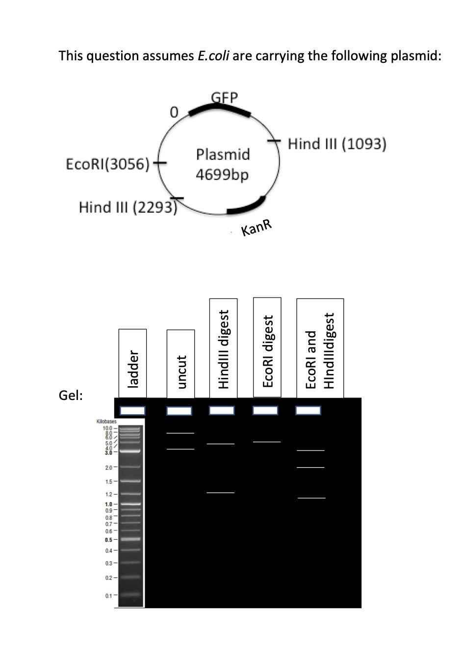 Solved please answer 1-4 using the provided doc. 1. Which | Chegg.com