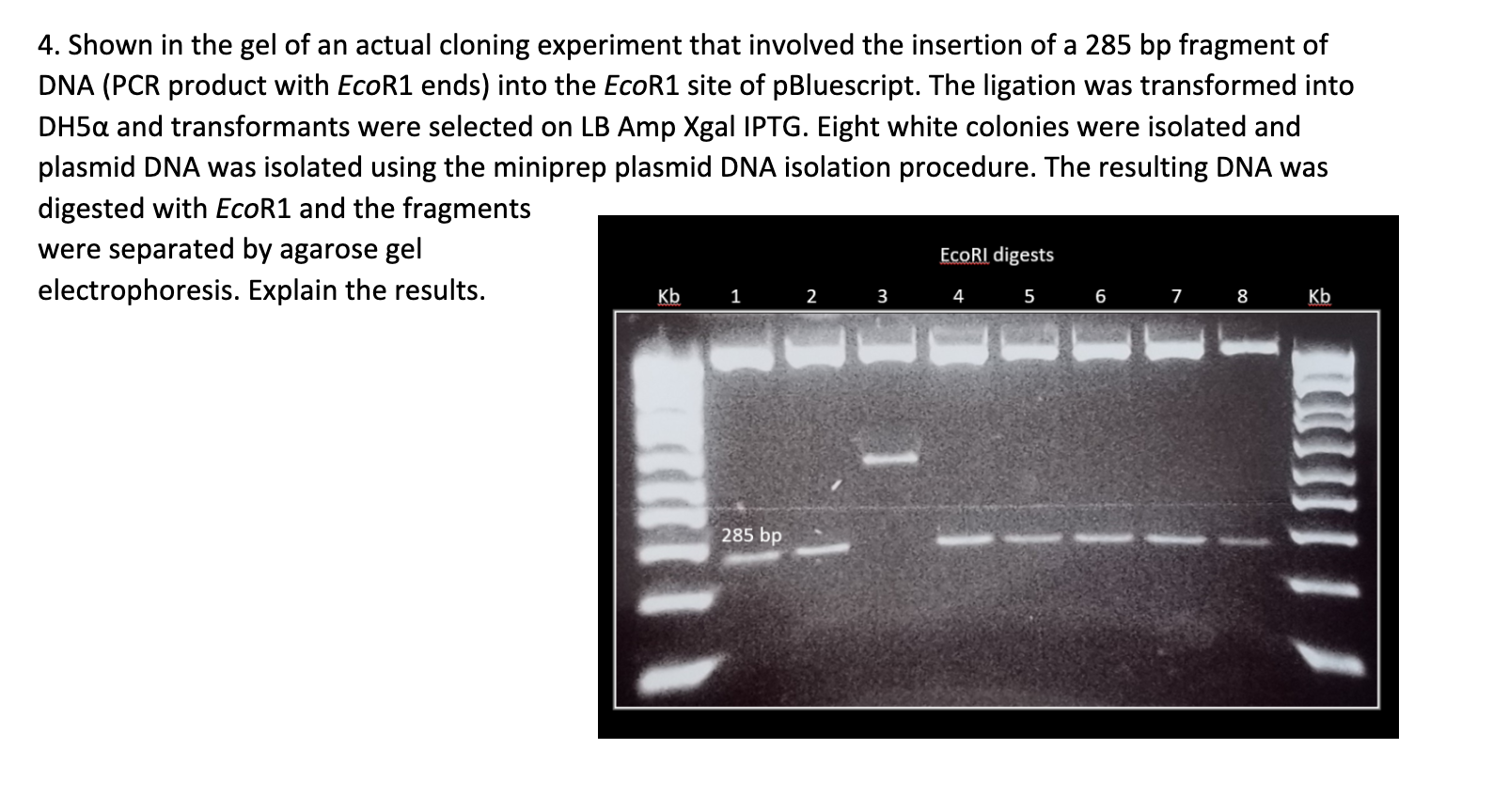 Solved 4. Shown in the gel of an actual cloning experiment | Chegg.com