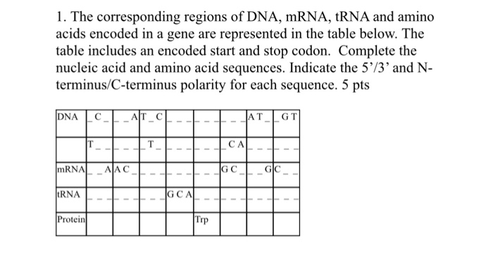 Solved The corresponding regions of DNA, mRNA, tRNA and | Chegg.com