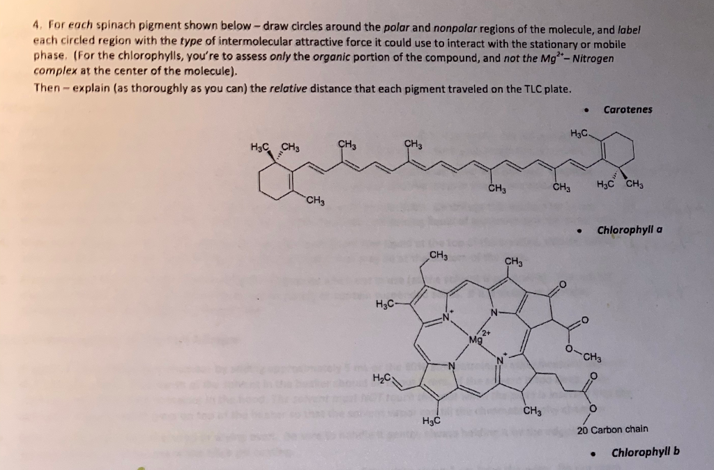 Solved 4. For each spinach pigment shown below - draw | Chegg.com