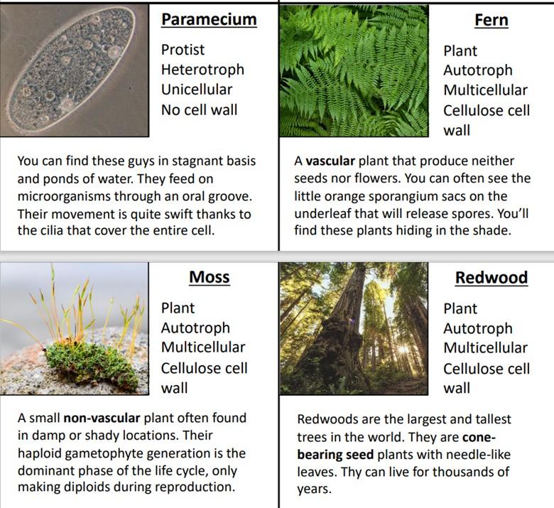 Solved How do I draw a Phylogenic tree of 24 organism: | Chegg.com