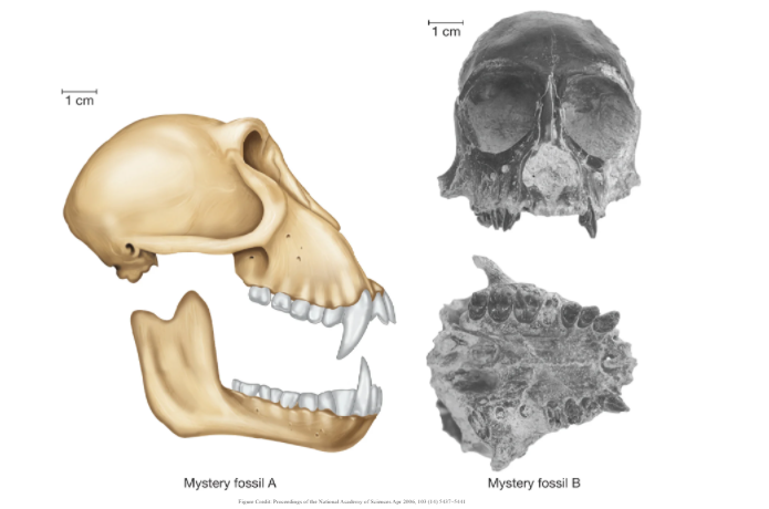 EXERCISE 4 FOSSIL NEW WORLD AND OLD WORLD MONKEYS | Chegg.com