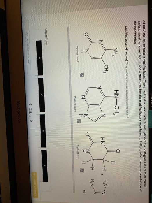 All tRNA molecules contain modified bases. These | Chegg.com