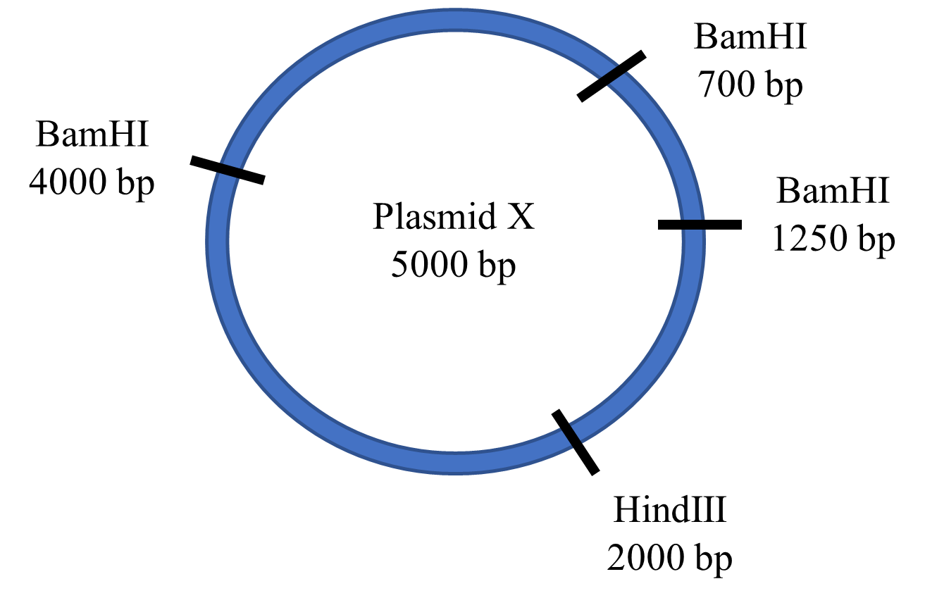 Solved 4 a Circular Plasmid Pictured Below is Digested