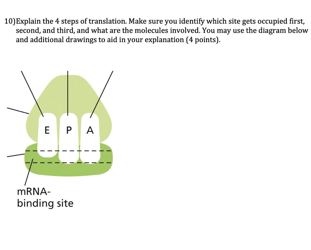 Solved 10) Explain the 4 steps of translation. Make sure you | Chegg.com