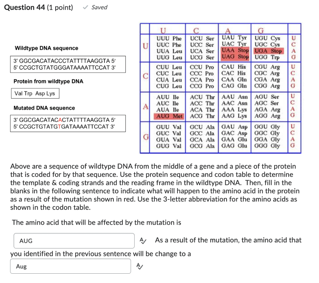 Solved Wildtype DNA sequence Protein from wildtype DNA | Chegg.com
