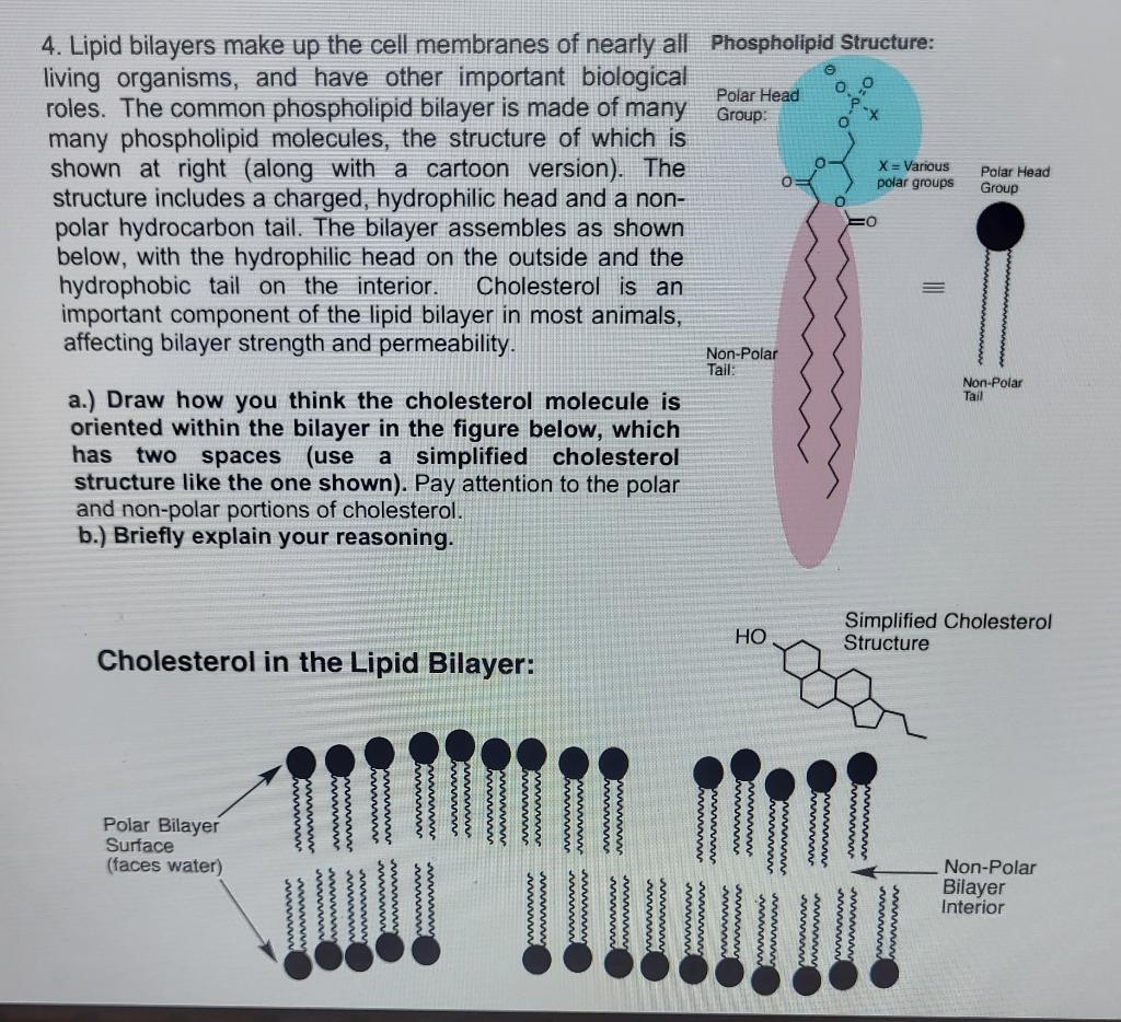 Solved 4. Lipid bilayers make up the cell membranes of | Chegg.com