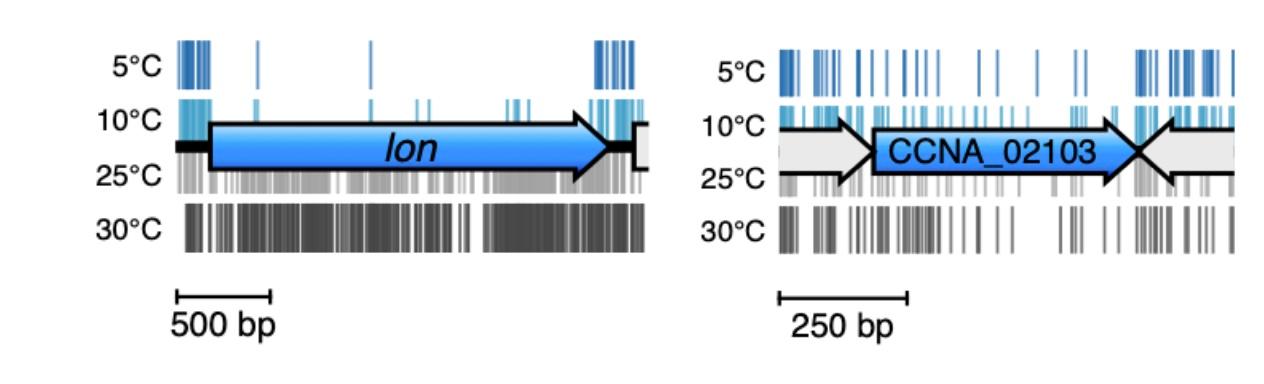 Solved The following figure shows a TnSeq map of two | Chegg.com