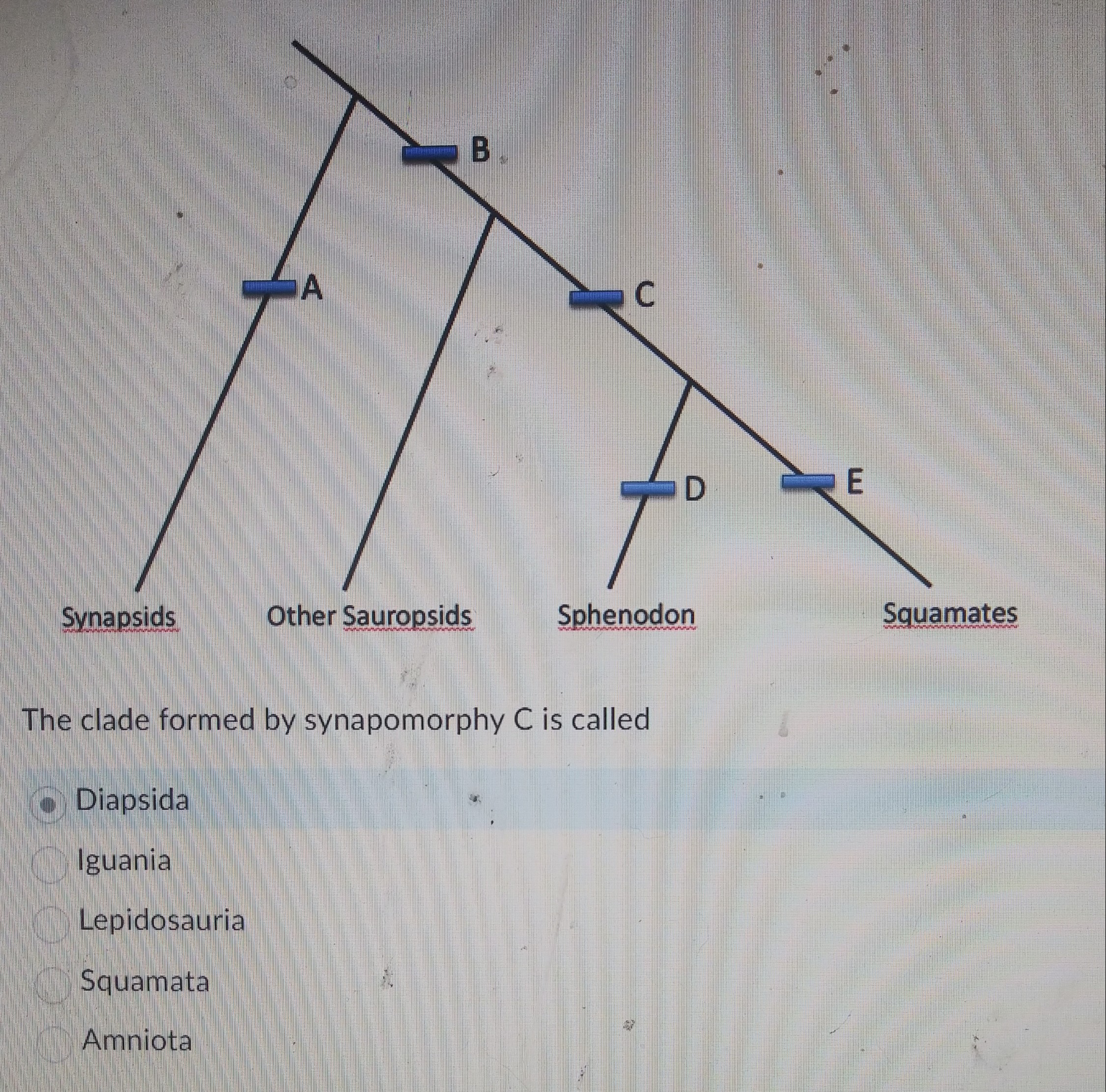 Solved The clade formed by synapomorphy C ﻿is | Chegg.com