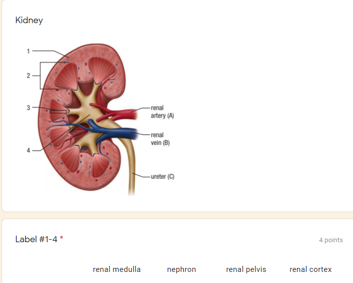 Solved Kidney 2 3 3 -renal artery (A) - renal vein (B) | Chegg.com