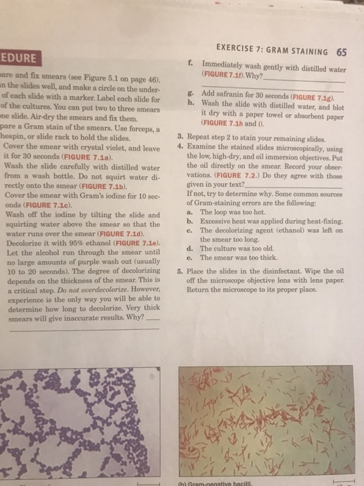 Solved EXERCISE 7: GRAM STAINING 65 f. Immediately wash | Chegg.com
