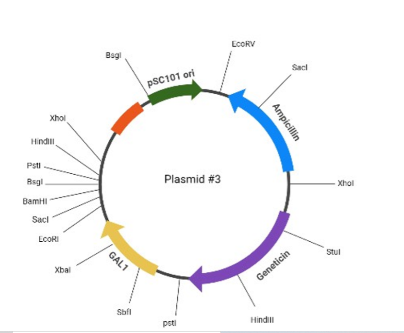 Solved You have five different plasmid vectors on hand to | Chegg.com