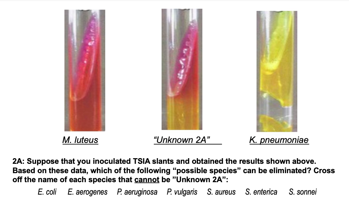 Solved 2A: Suppose that you inoculated TSIA slants and | Chegg.com