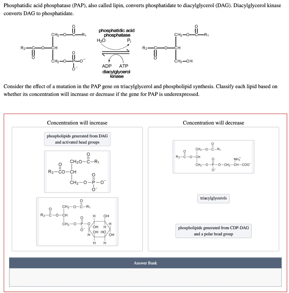 Phosphatidic acid phosphatase (PAP), also called | Chegg.com