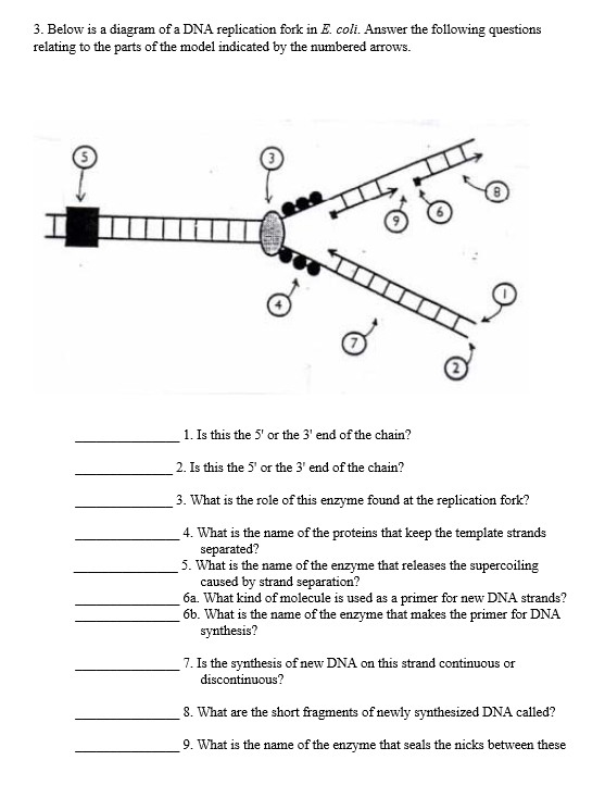 Dna Replication Diagram Worksheet